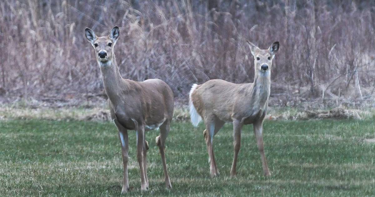 IDNR to host public informational meetings about Chronic Wasting ...