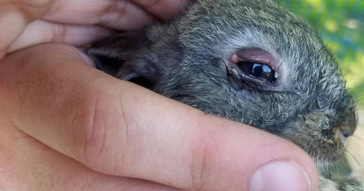 32 neglected rabbits rescued in DeKalb neighborhood – Shaw Local