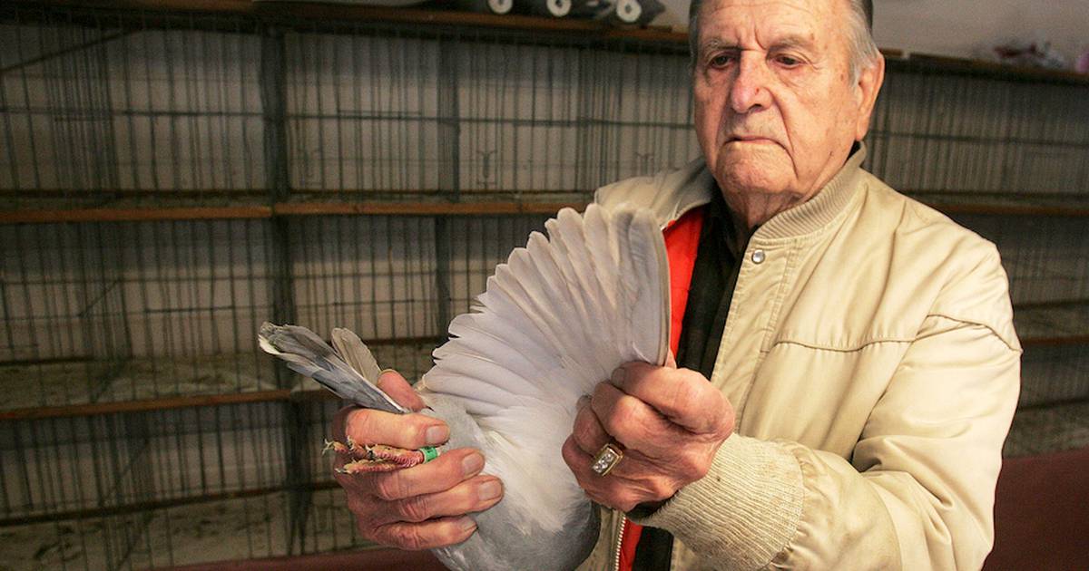 'Pigeons saved my life': 96-year-old featured in pigeoneer documentary ...