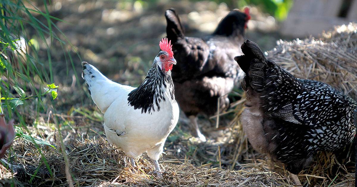 Backyard chickens to be allowed in Wonder Lake in tie-breaking vote ...