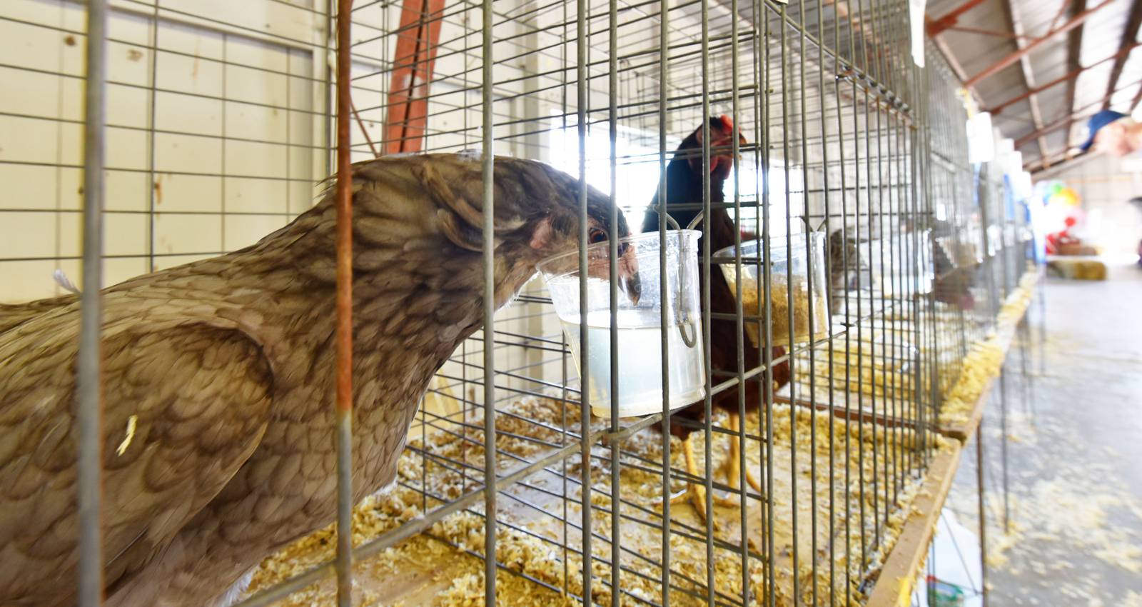 Feathers of approval. Woodridge survey favors chickens – Shaw Local