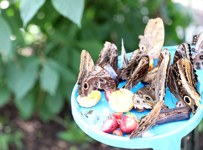 Photos: Butterflies flutter at the Peck Farm Butterfly House in Geneva ...