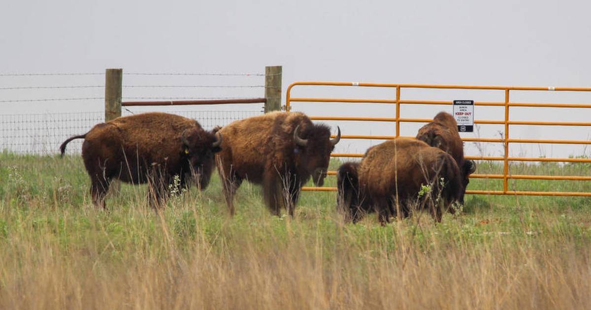 Coal City photographer attended Midewin Bison Expedition to photograph ...