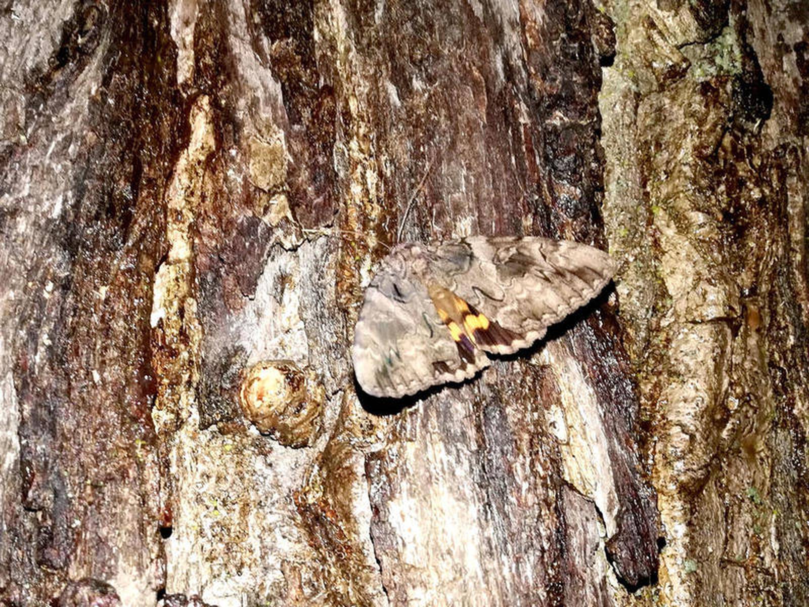 Good Natured in St. Charles: Here's answer to what's a moth-er to do ...