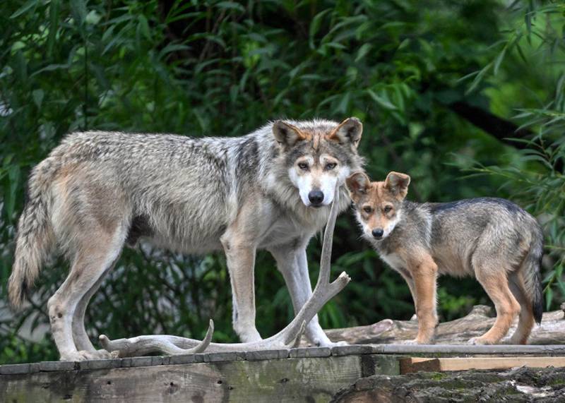 Brookfield Zoo offers end-of-summer adventures for families – Shaw Local