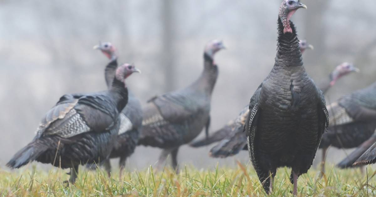 27 wild turkeys hunted in Chicago collar counties during state’s 3rd ...