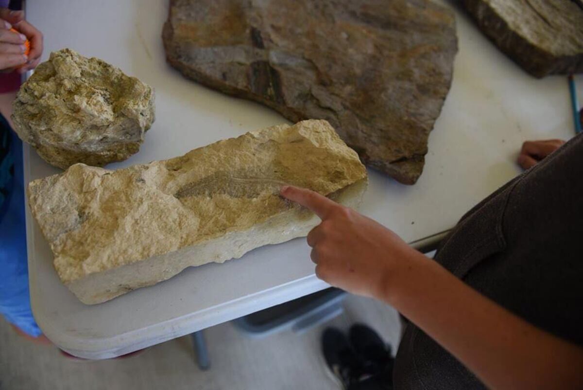 U of I Extension hosts fossil identification workshop – Shaw Local
