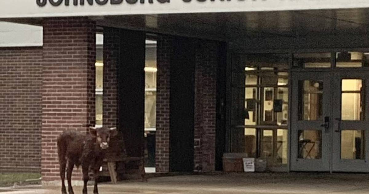 Roaming cattle now back safe at Johnsburg farm, police say – Shaw Local