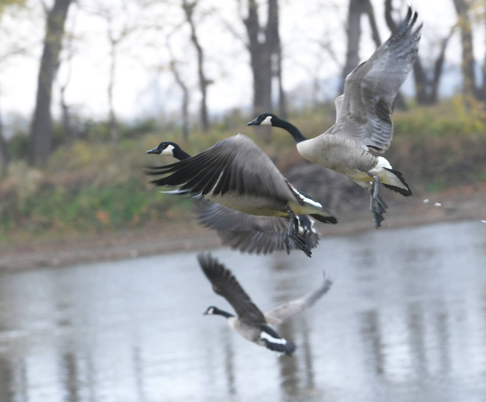 Drawing for waterfowl hunting sites at Potter’s Marsh announced – Shaw ...