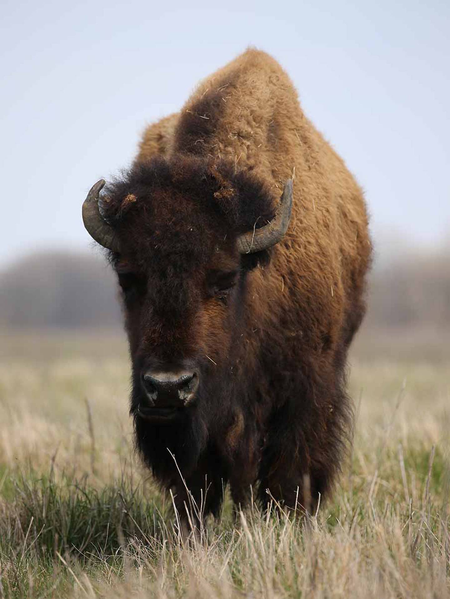 See live Bison on Historic Route 66! – Shaw Local