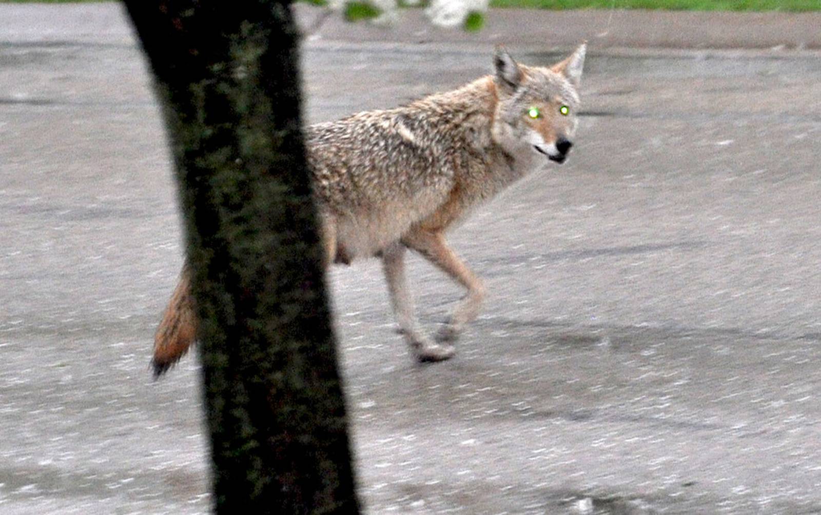 The dilemma: Trapping or 'hazing' to control aggressive coyotes? – Shaw ...