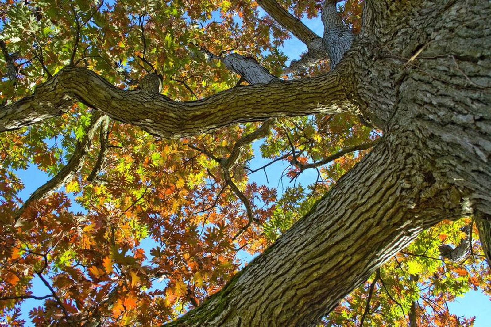 Montgomery awarded Level II Arboretum Accreditation – Shaw Local