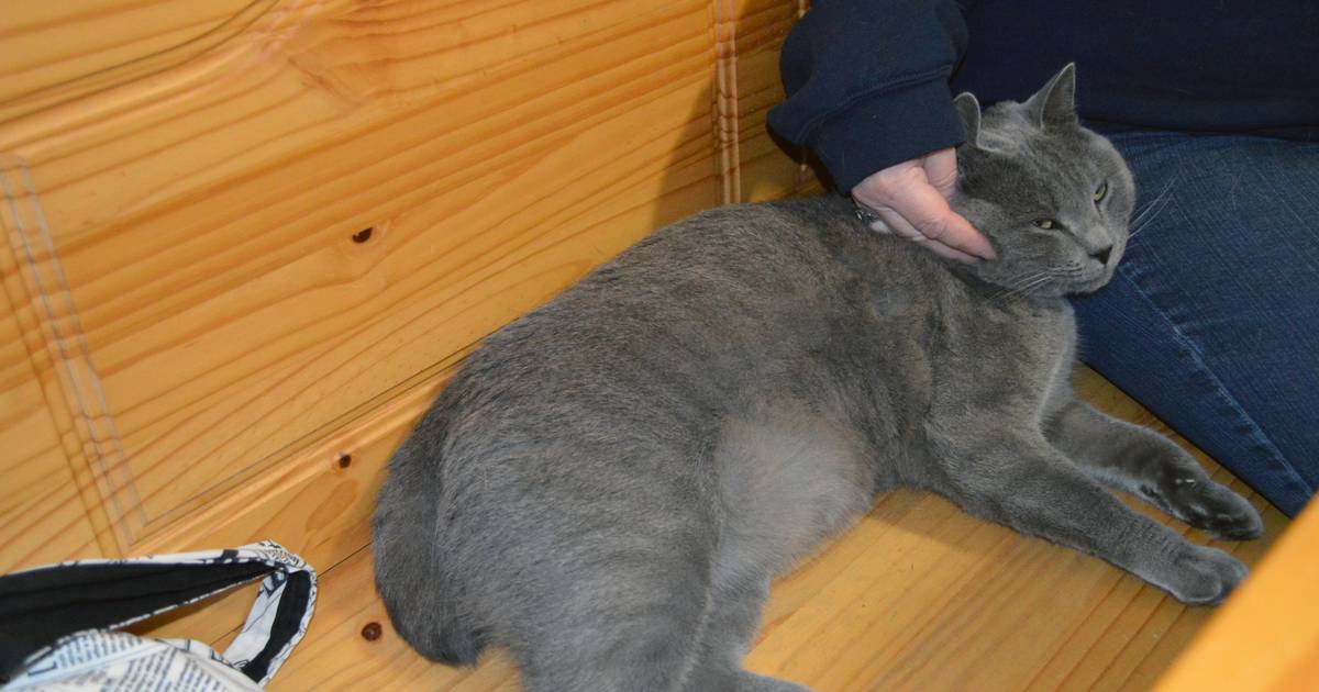 Project Humane Polo forges forward, continues pursuing mission – Shaw Local