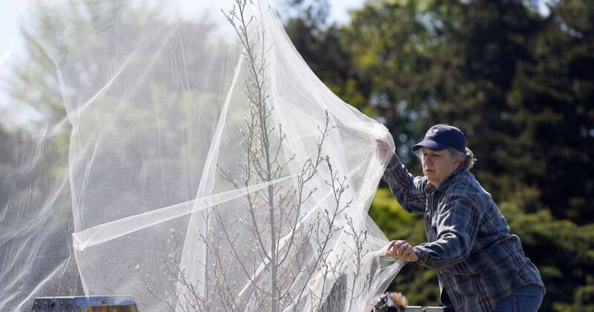 How to protect young and vulnerable trees from the imminent cicada ...