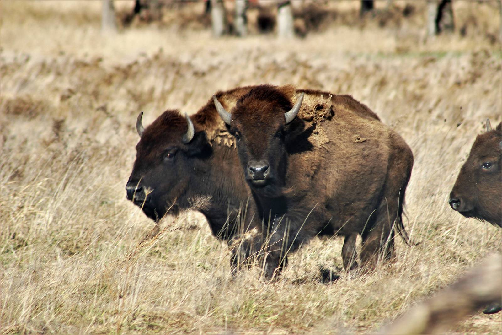 McHenry County Conservation’s bison reintroduction project considered a ...