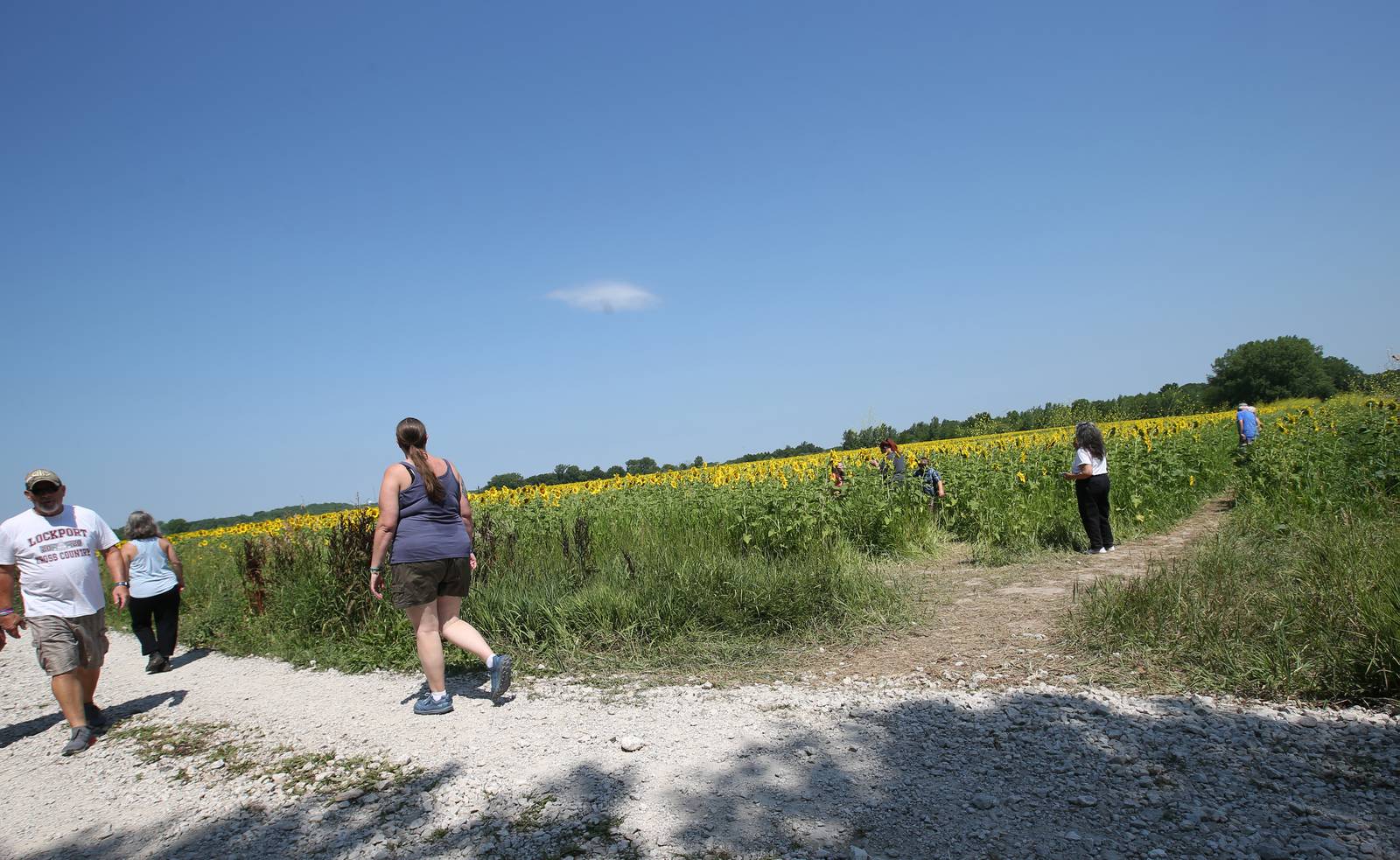 Photos: Matthiessen State Park sunflowers in full bloom – Shaw Local