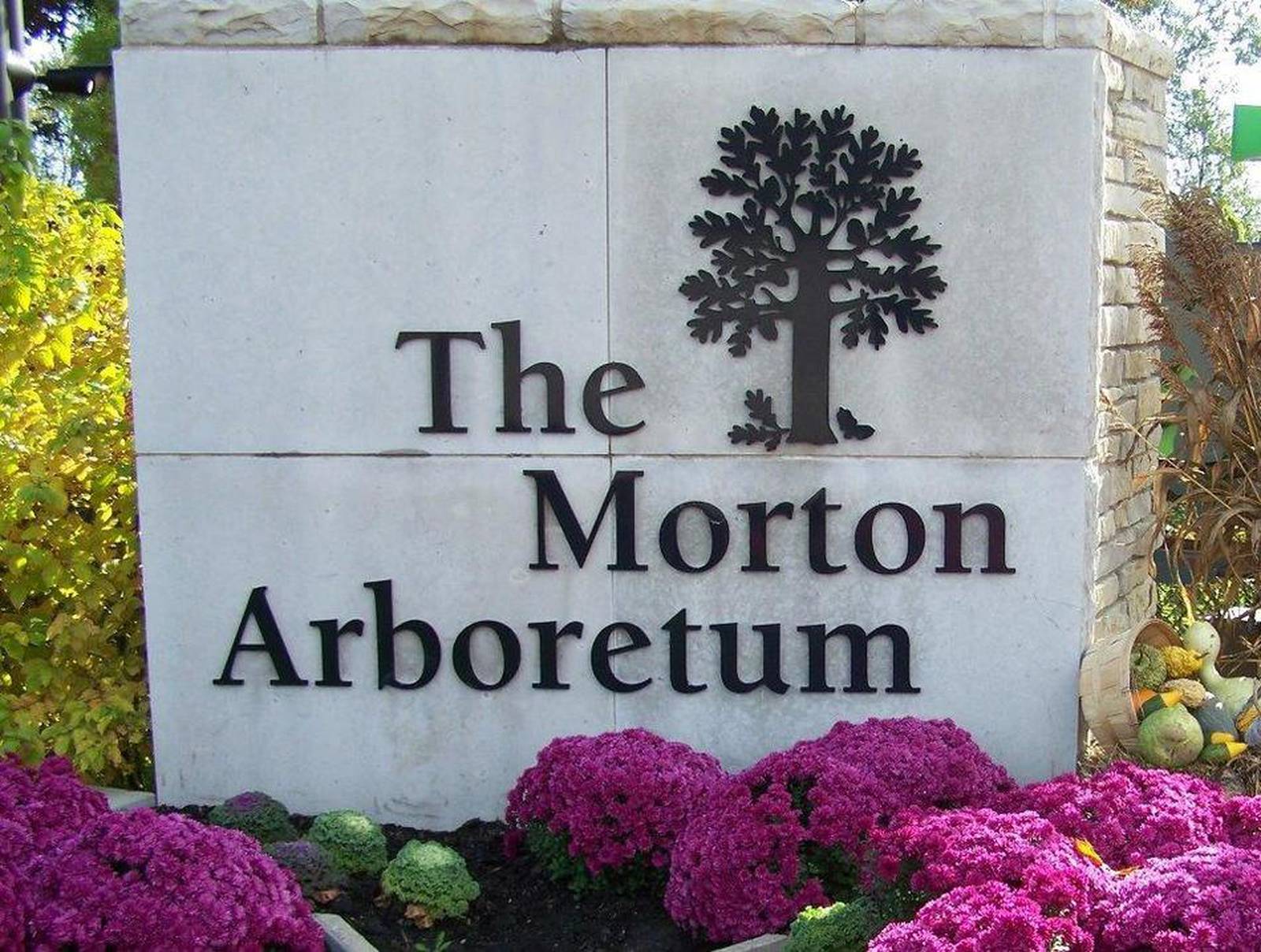 Putting down roots: Morton Arboretum helps communities plant more than ...