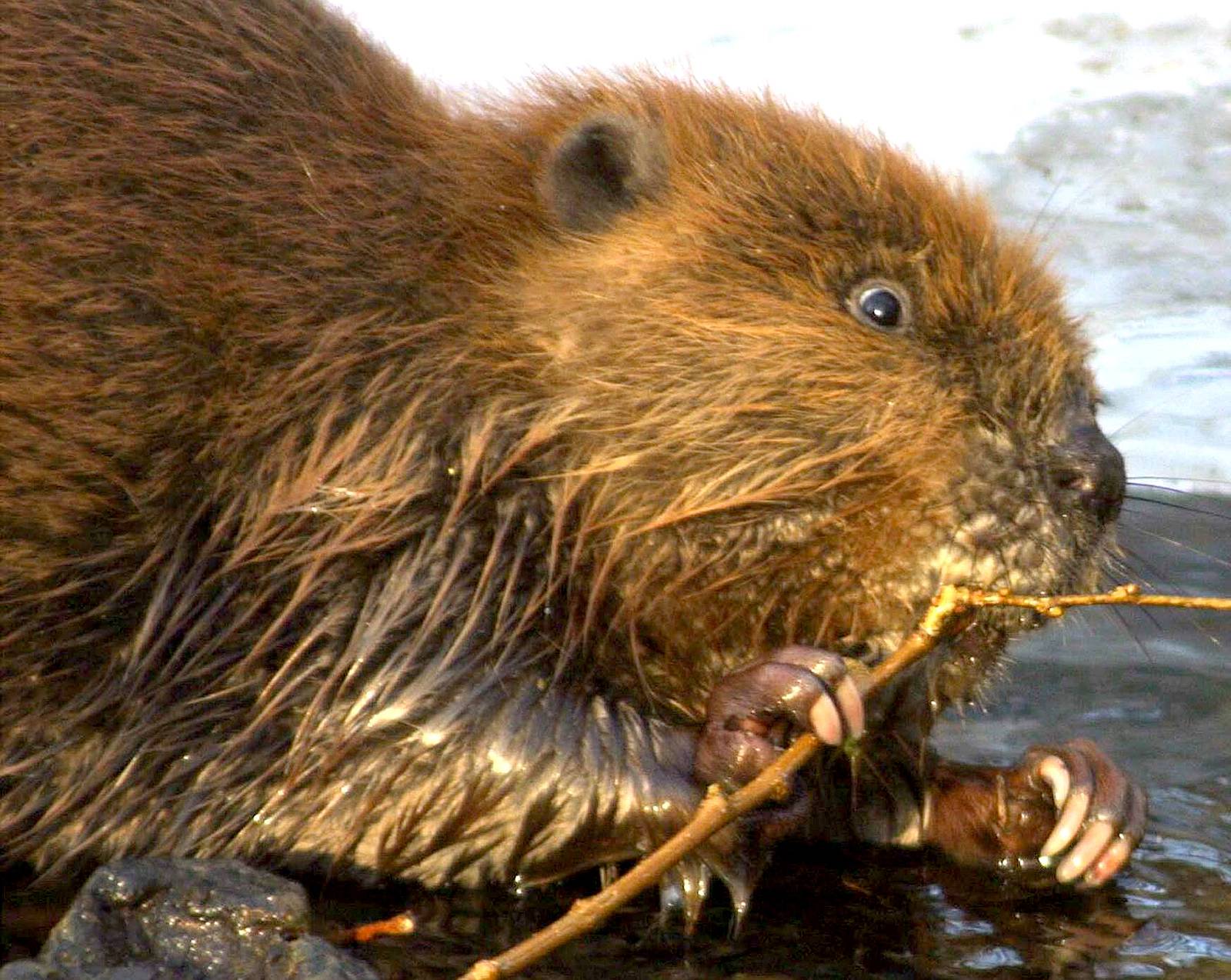 Otto: Rant or rave? Opinion split on beavers – Shaw Local