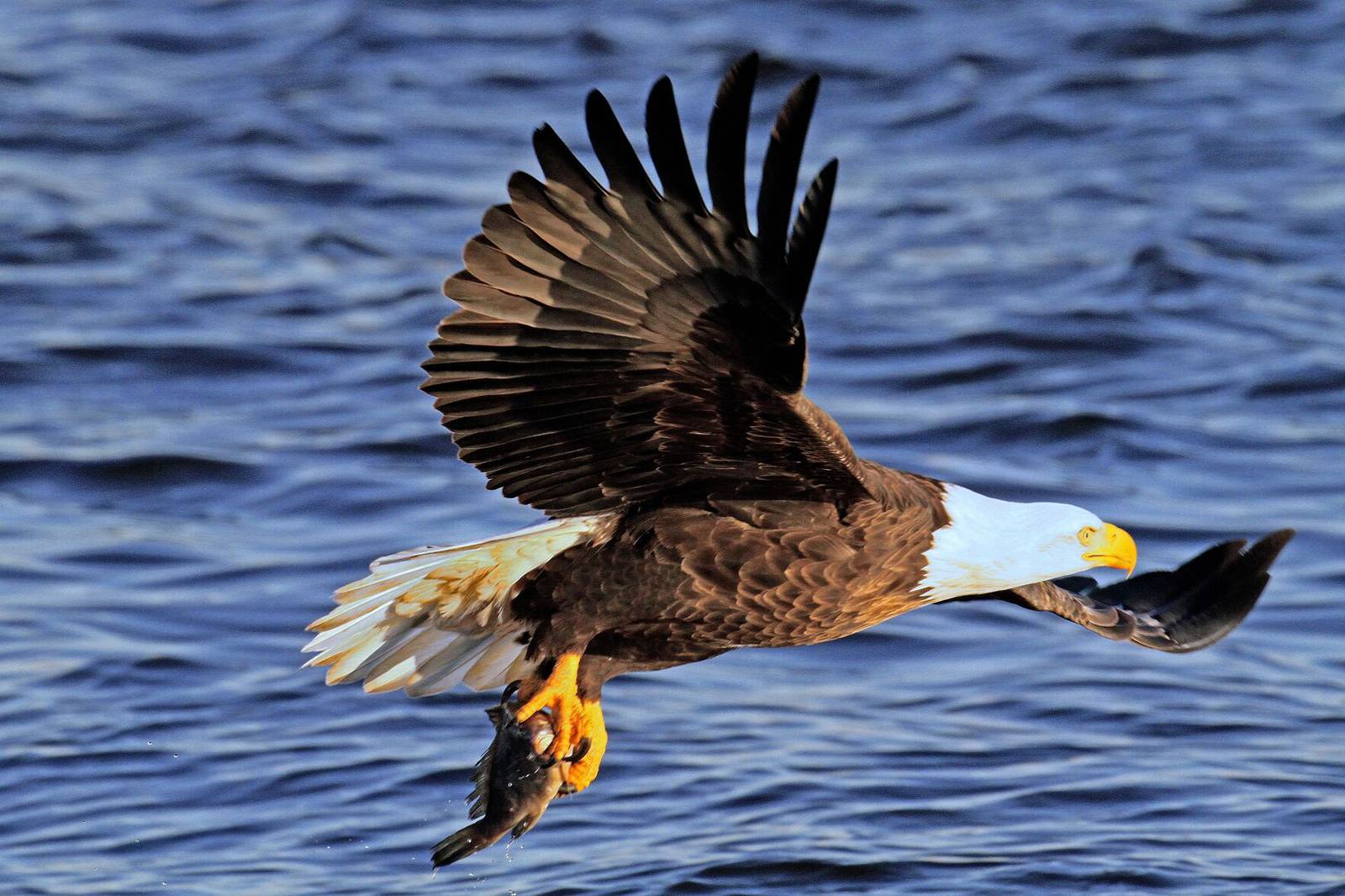 5 Things to Do: Eagle Watch Weekend at Starved Rock, puzzle tournament ...