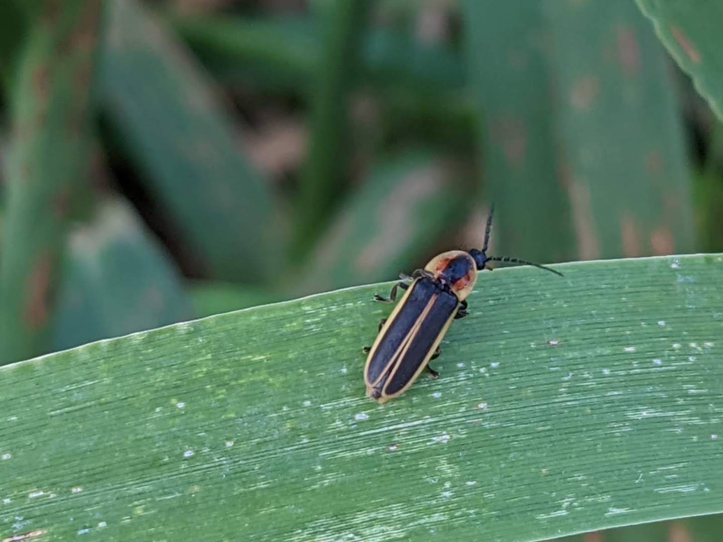 Good Natured in St. Charles: Illuminating genesis of firefly’s summer ...
