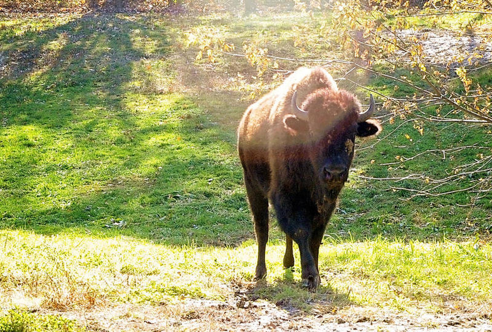 New Buffalo Rock bison named Cocoa – Shaw Local