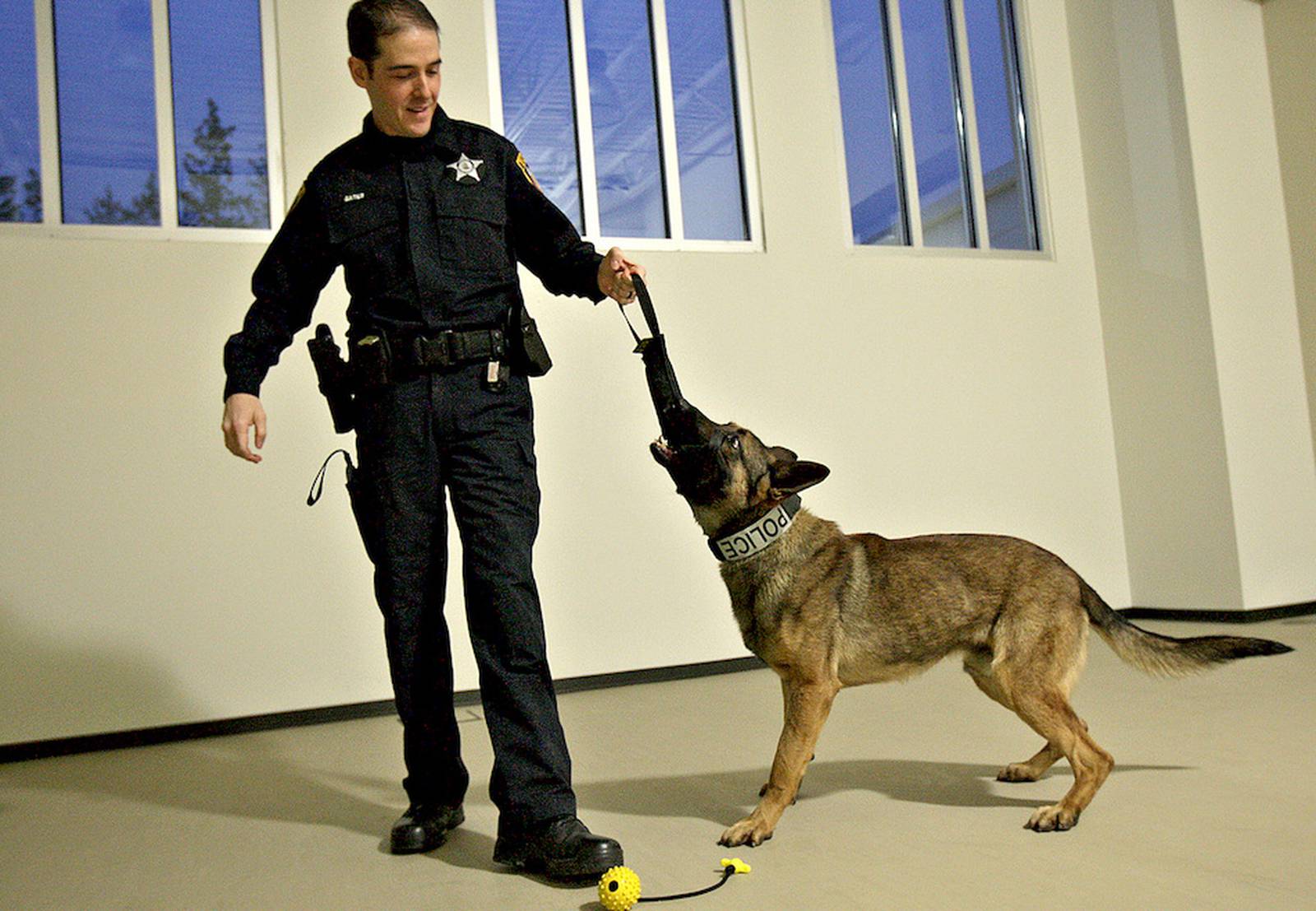 Meet Tac, DeKalb's newest cop – Shaw Local