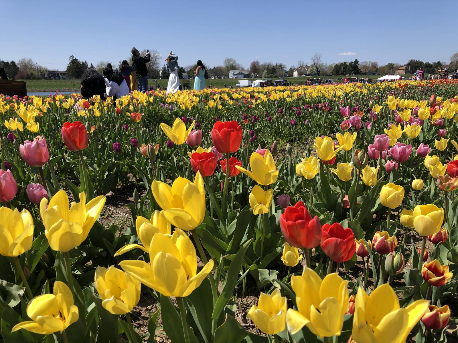 Spring flower festivals blooming around northern Illinois, surrounding ...