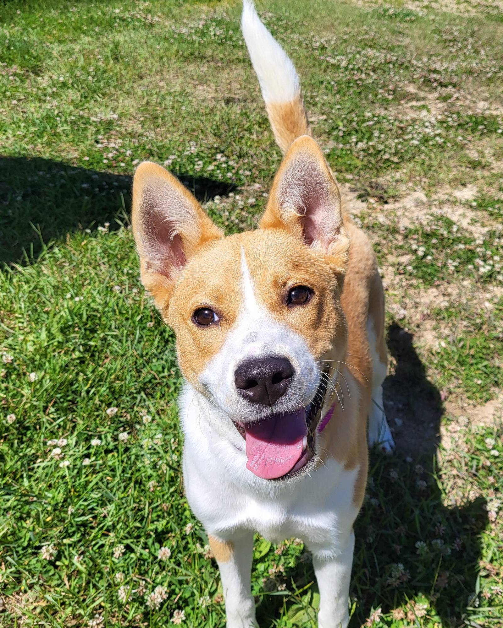 Heeler mix puppy ready to bring sweetness to forever family – Shaw Local