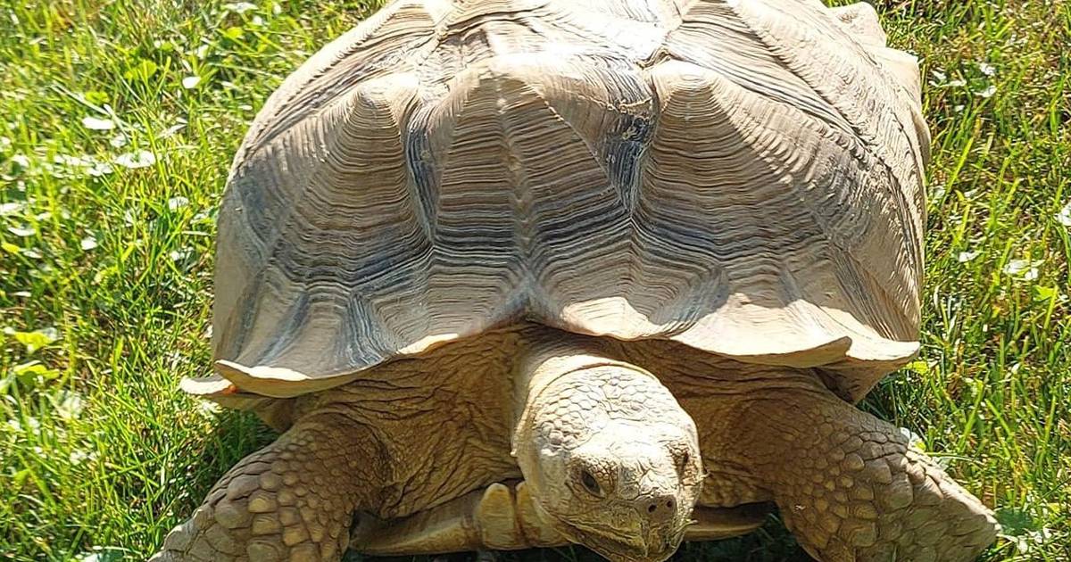 Good Natured in St. Charles: Open gate tempts tortoise into slow chase ...