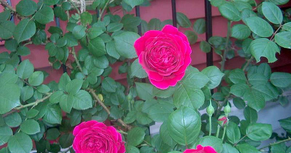 Learning to Grow: Let's talk roses – Shaw Local