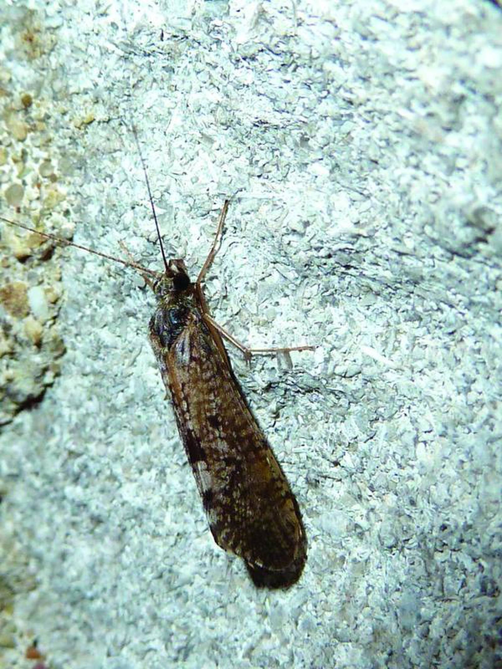 Good Natured: The Fox River and the amazing caddisfly – Shaw Local