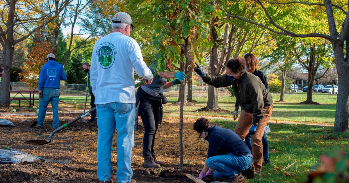 Woodridge tornado reforestation efforts to include Morton Arboretum ...