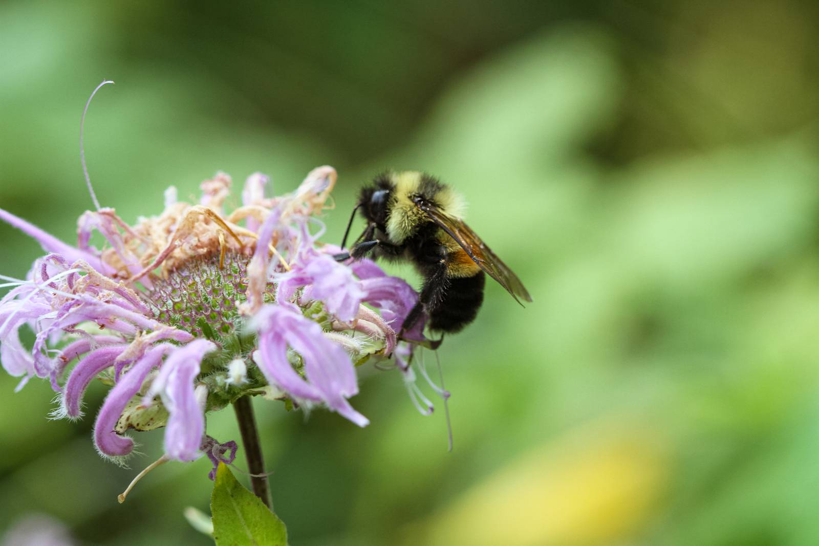 Rusty patched bumble bee sightings increase in Lake County – Shaw Local