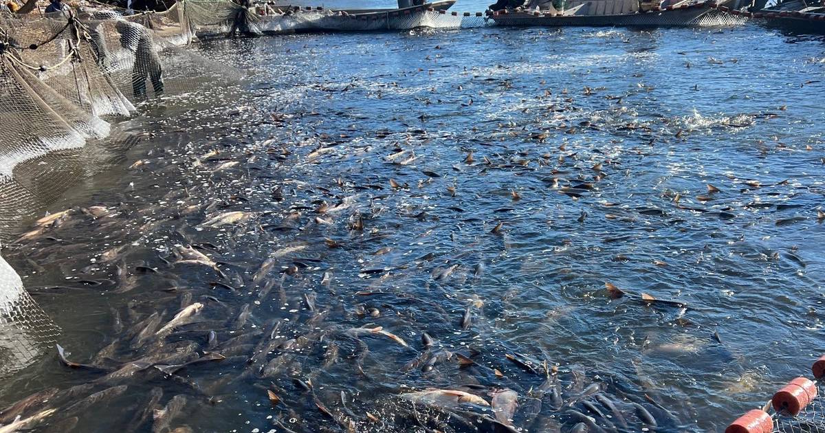 Record catch of 750,000 pounds of silver carp pulled from Illinois ...