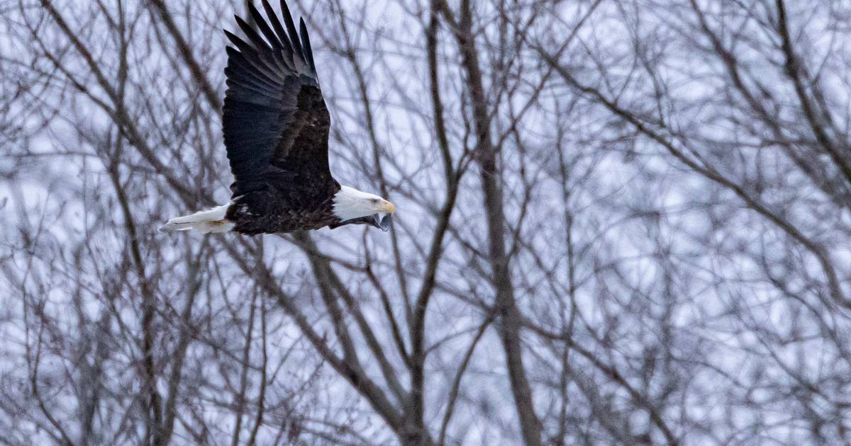 Photos: Visitors brave winter weather at Starved Rock State Park during ...