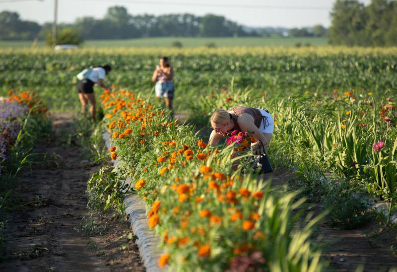 Photos: Sunflower Festival in Maple Park – Shaw Local
