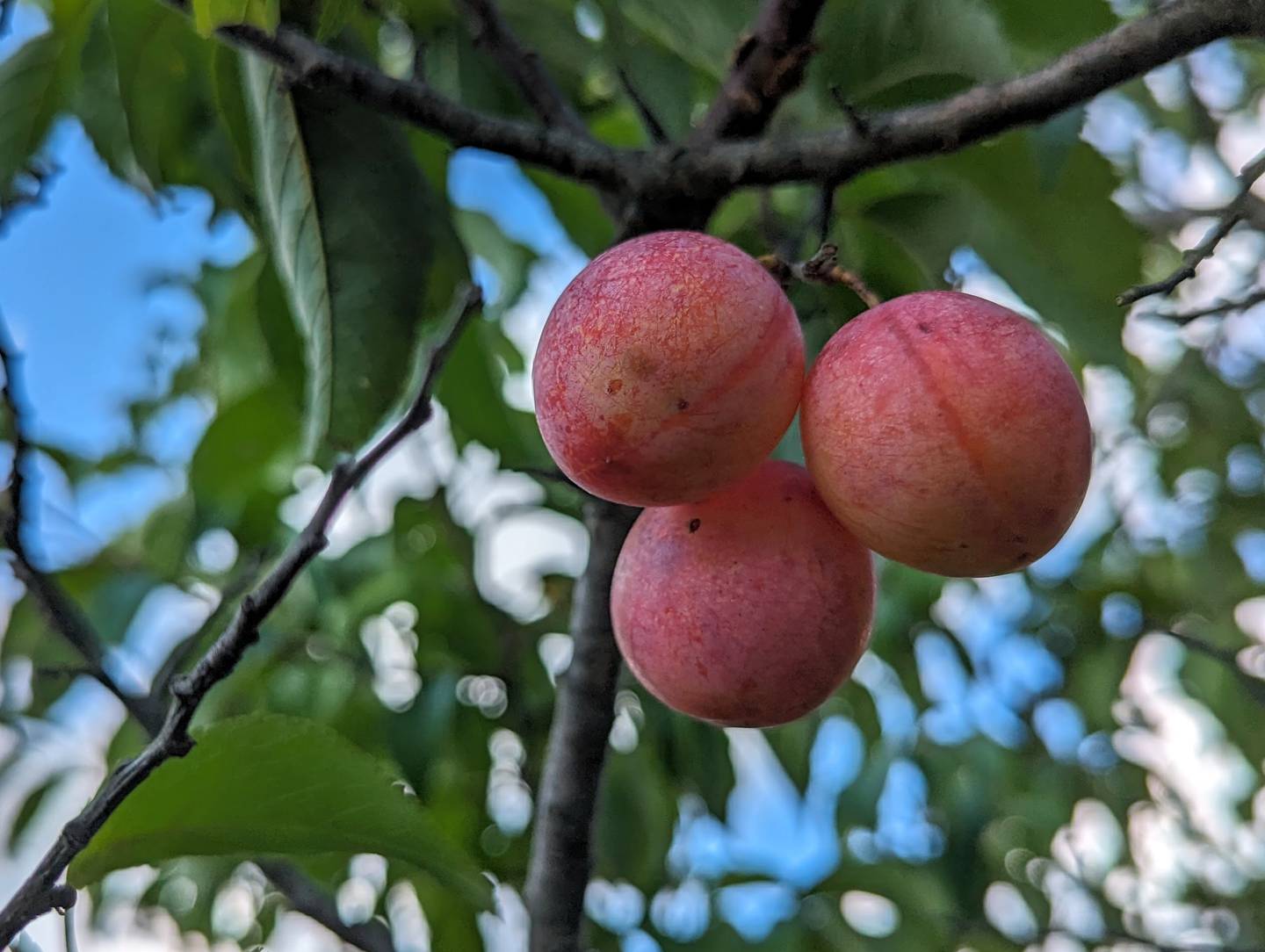 Good Natured in St. Charles: American plums prove a ‘wild scavenger’s ...